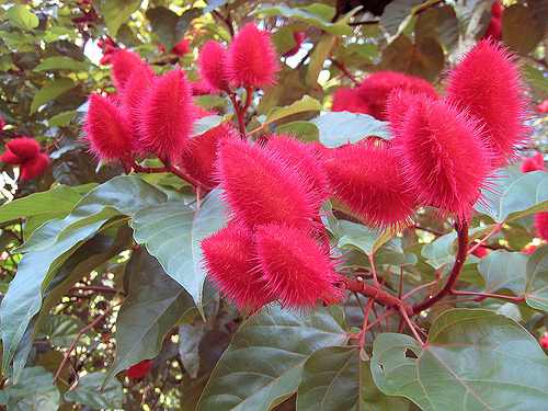 ACHIOTE | Herbarium of Peruvian herbs and plants from the Andes and the ...