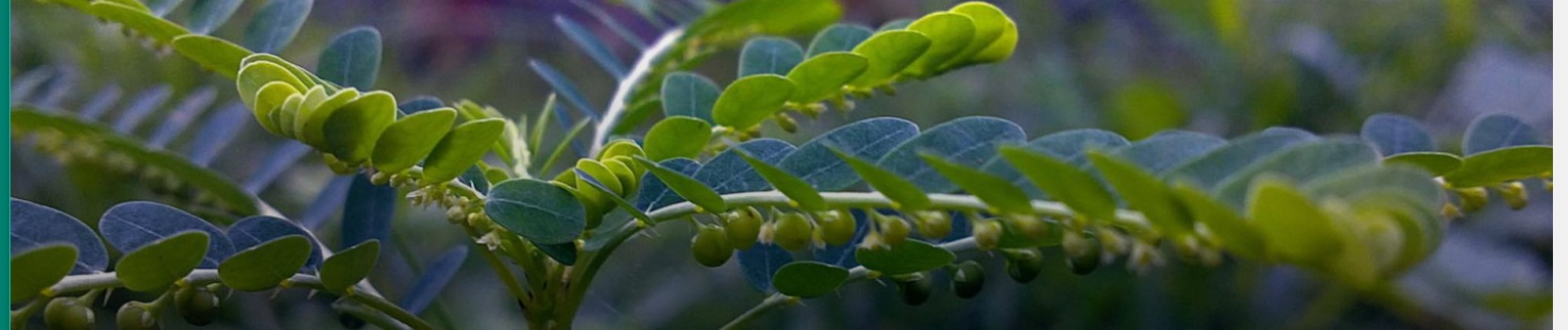 CHANCA PIEDRA | Herbarium of Peruvian herbs and plants from the Andes ...