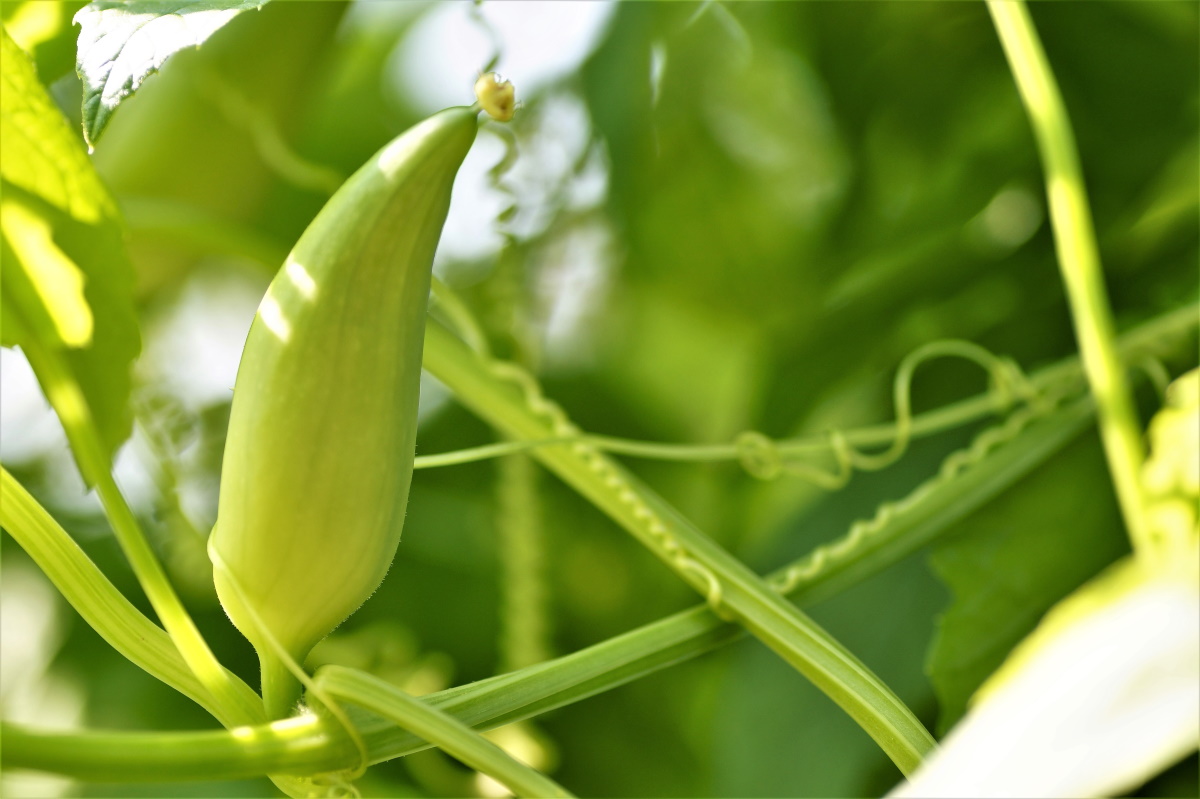 CAIGUA | Herbarium of Peruvian herbs and plants from the Andes and the ...