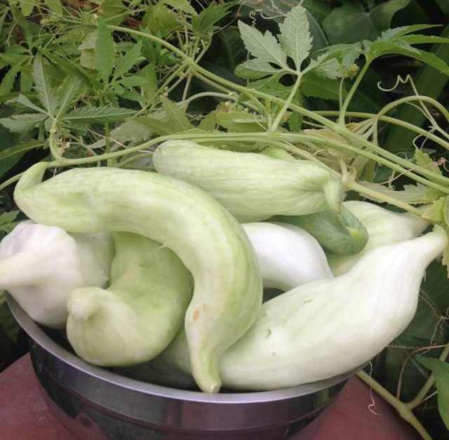 CAIGUA | Herbarium of Peruvian herbs and plants from the Andes and the ...