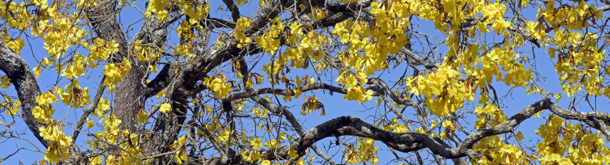 TAHUARI | Herbarium of Peruvian herbs and plants from the Andes and the ...